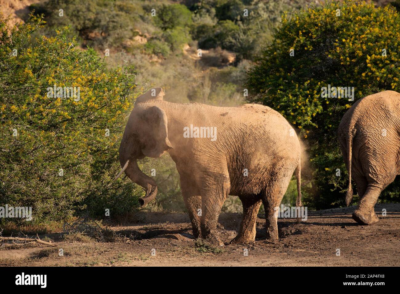Elephant roam Amakhala Game Reserve near Port Elizabeth in Eastern Cape ...