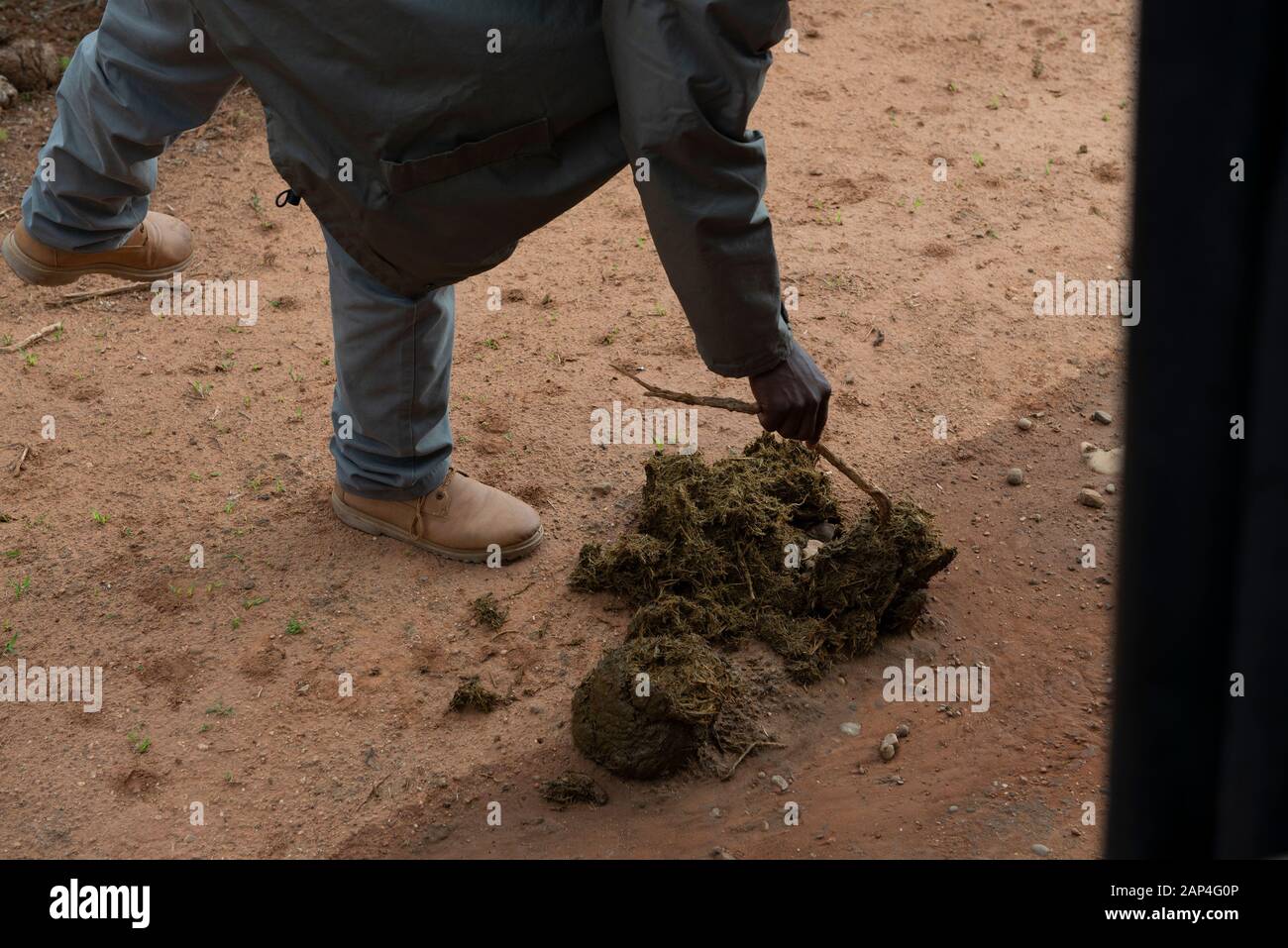 Elephant dung hi-res stock photography and images - Alamy