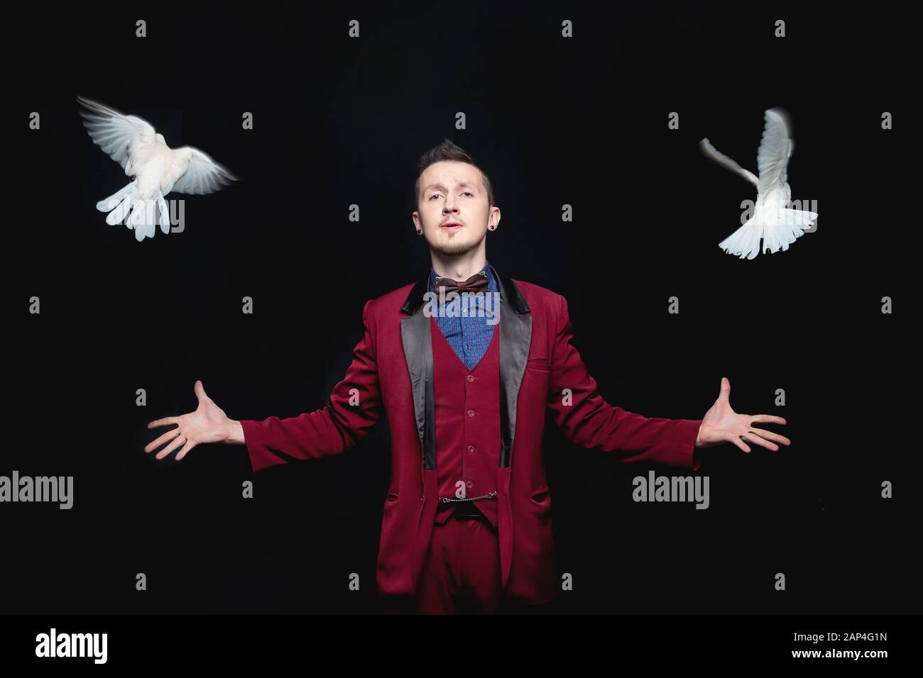 Magician man shows trick with trained two white dove on black ...
