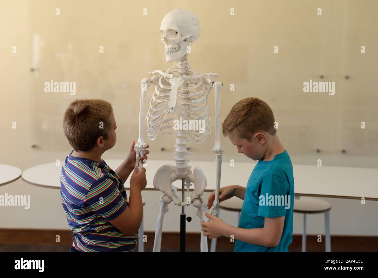 Human skeleton model of a skeleton hi-res stock photography and images ...