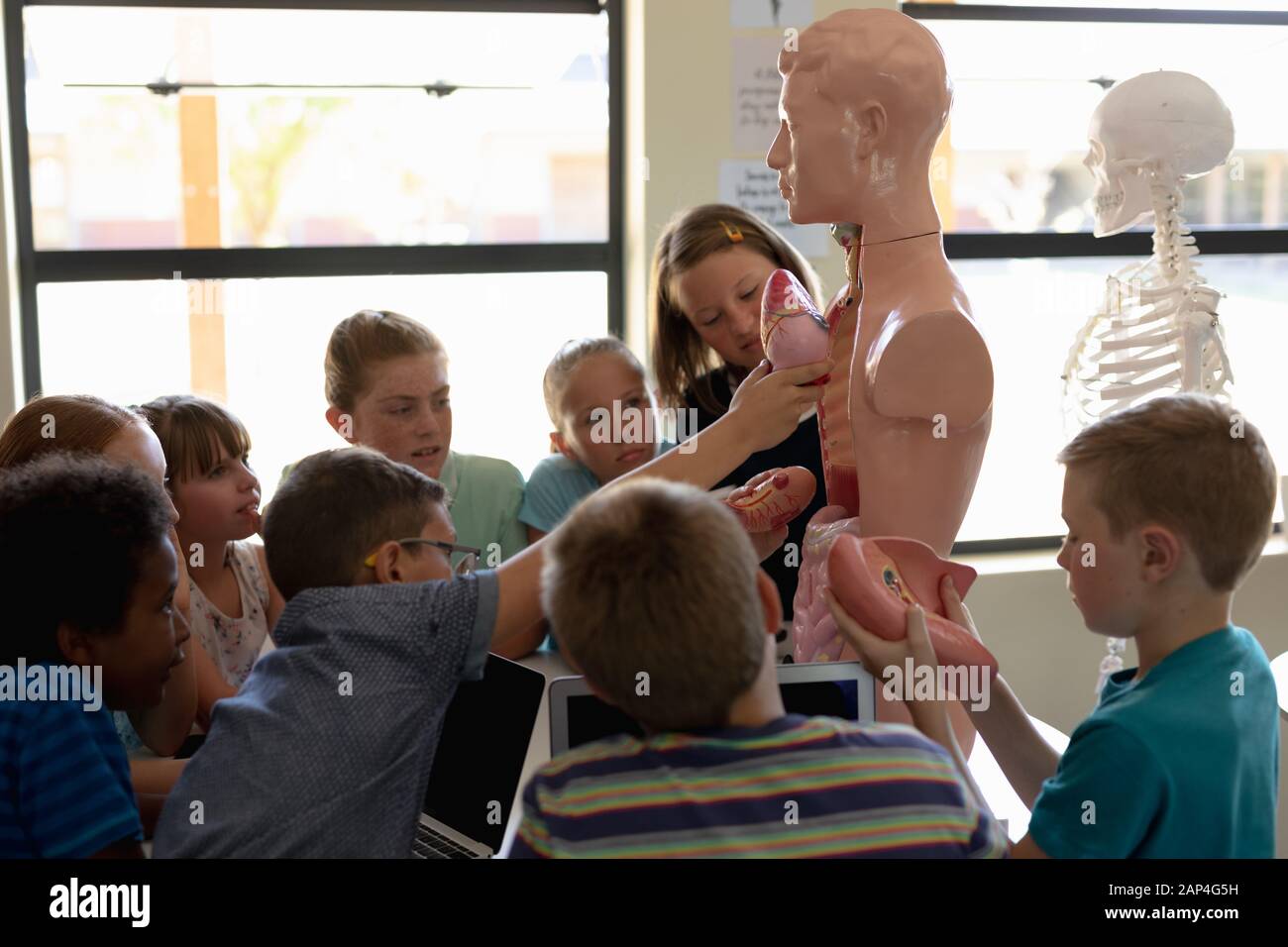 Human anatomy class child hi-res stock photography and images - Alamy
