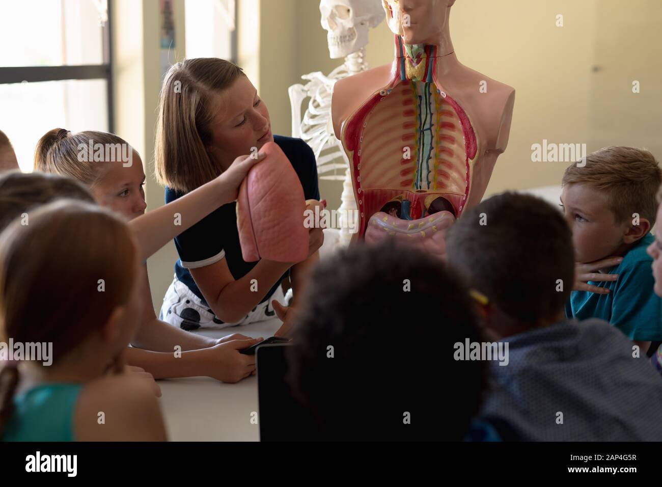 Skeleton study group hi-res stock photography and images - Alamy