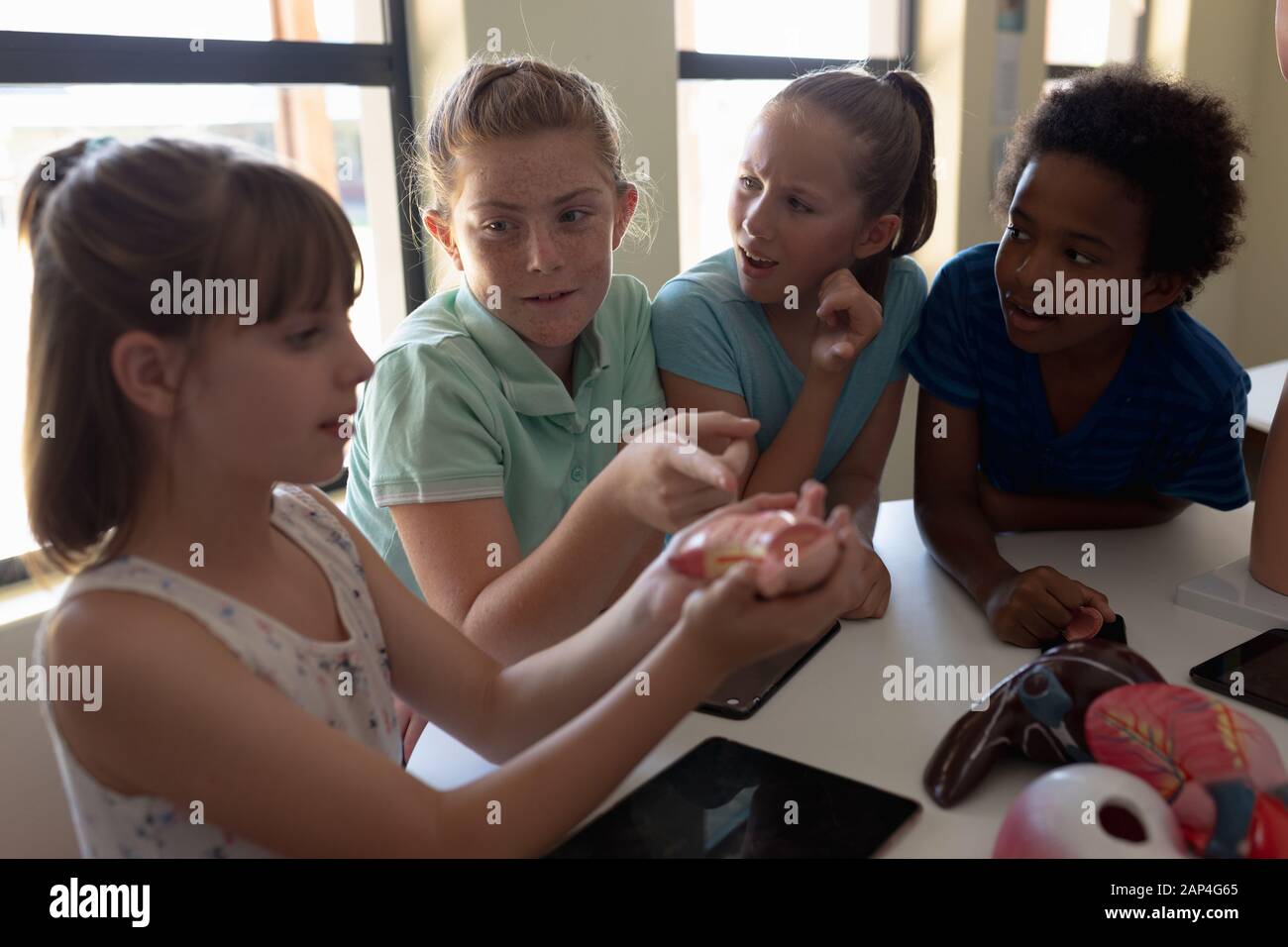 Female anatomy model hi-res stock photography and images - Alamy