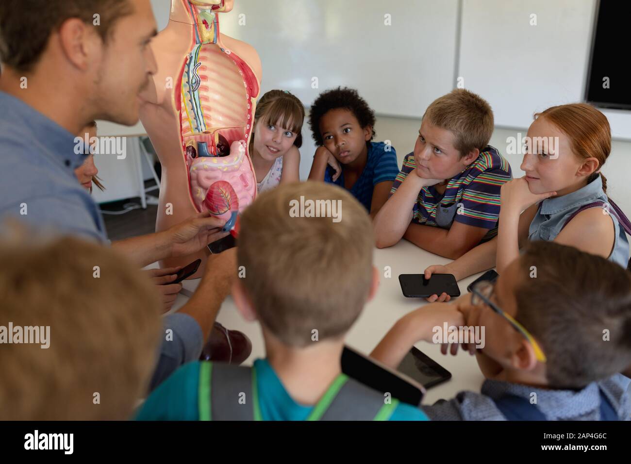 Anatomy teaching hi-res stock photography and images - Alamy
