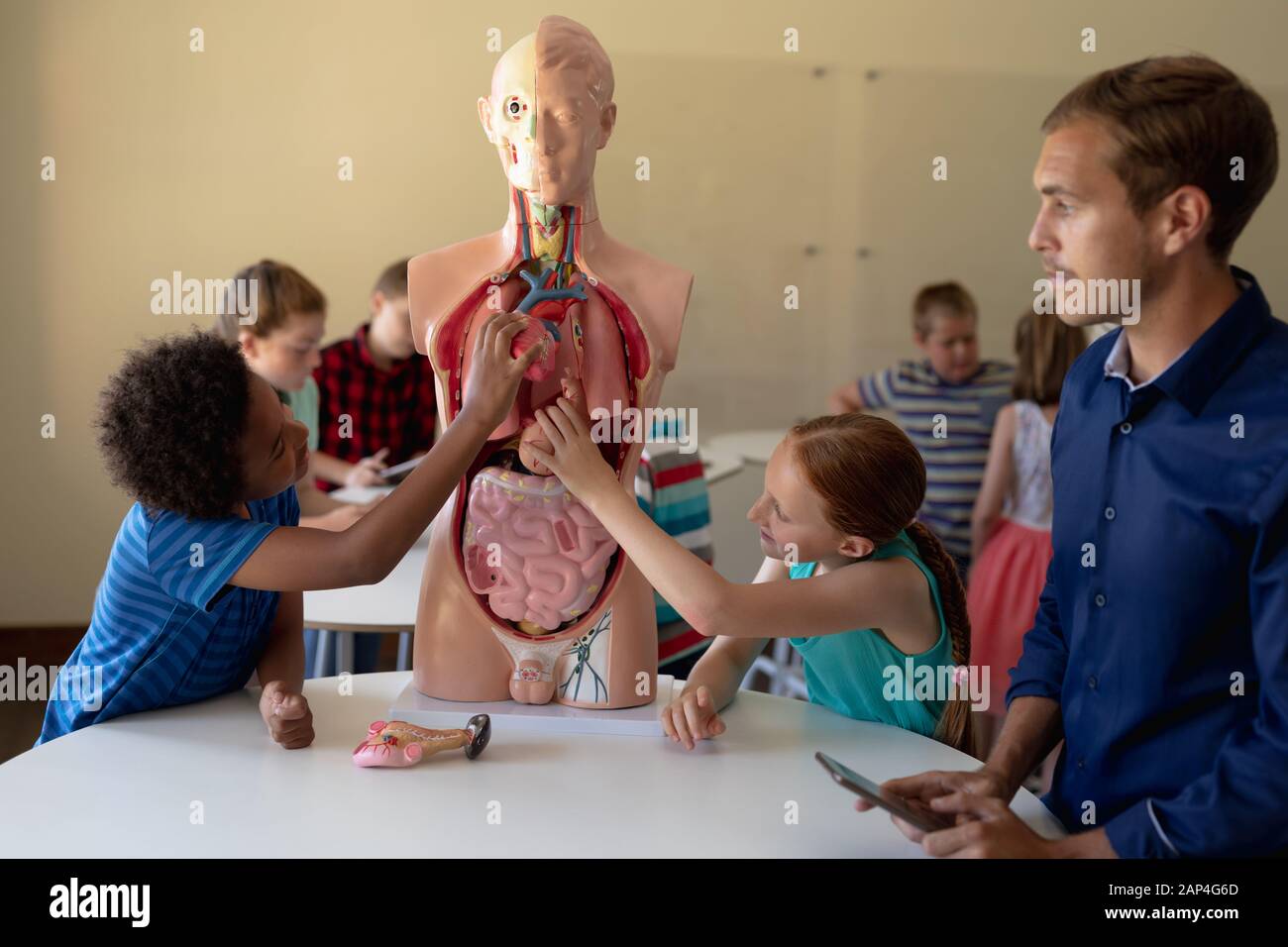 Anatomy teaching hi-res stock photography and images - Alamy