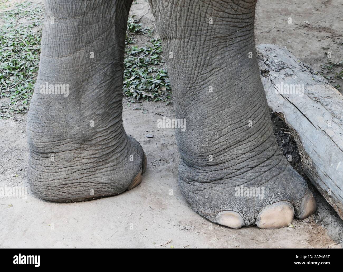 Close up shot of an elephant legs Stock Photo - Alamy