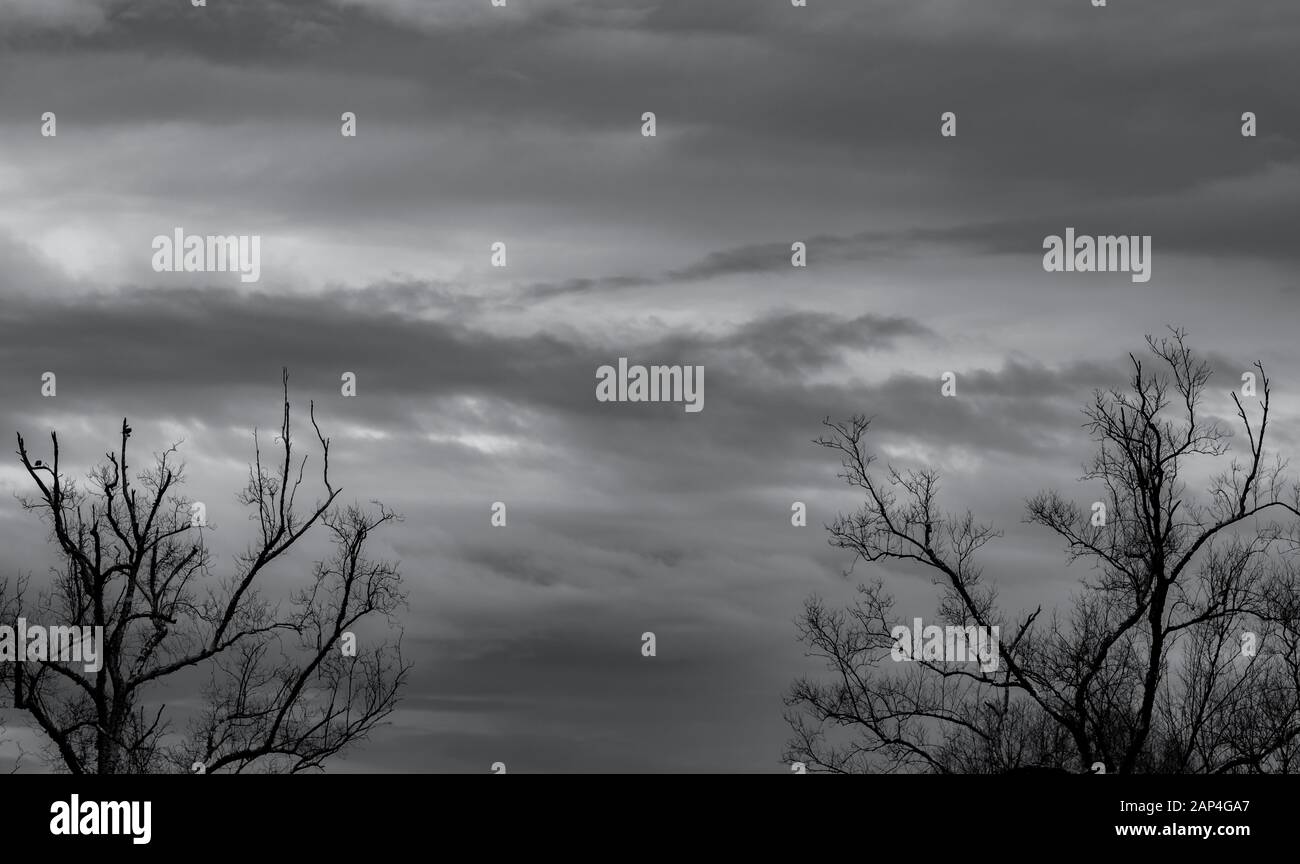Silhouette dead tree on dark sky and gray clouds background for sad ...