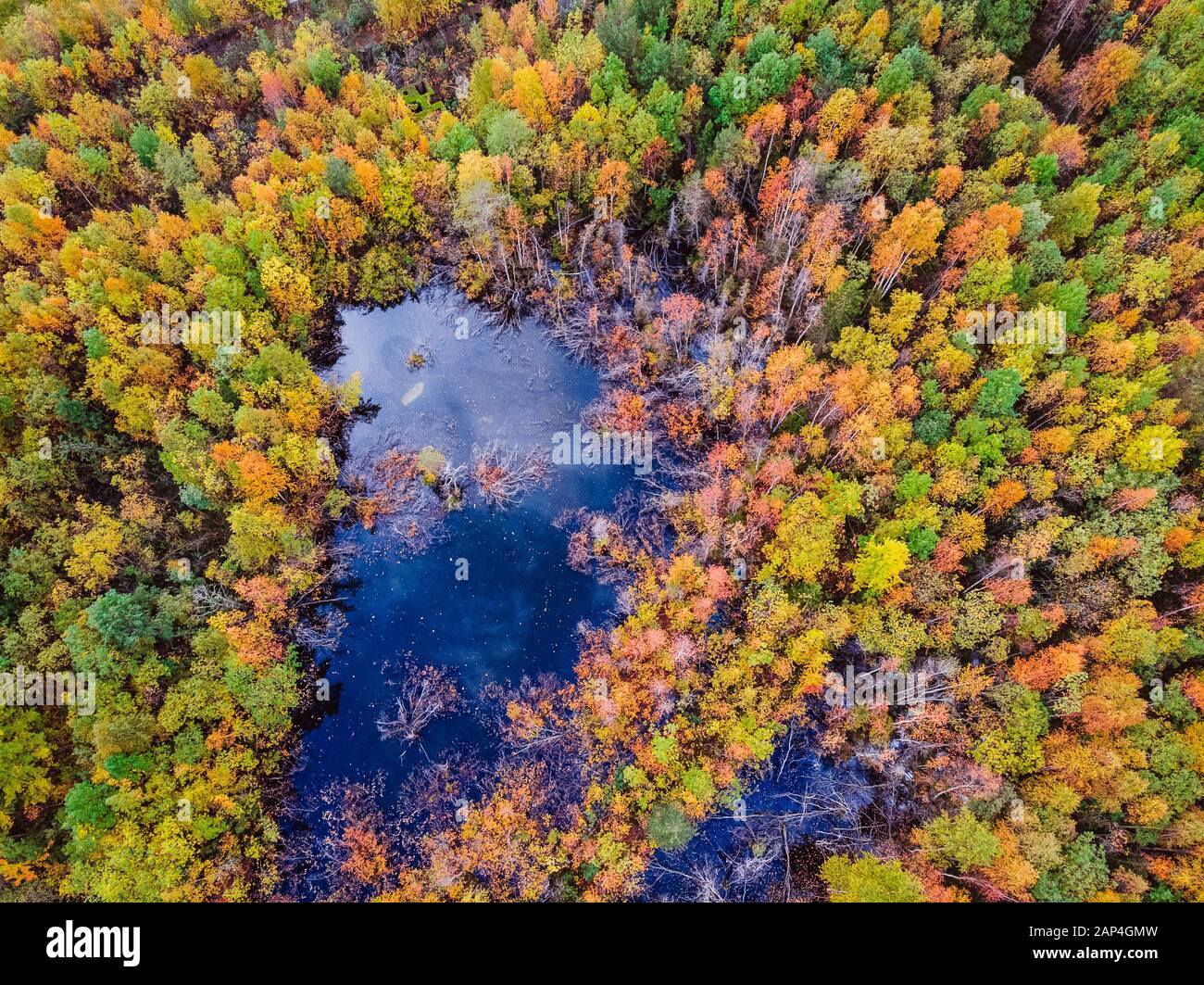 River pollution, dead forest from oil and drainage, dry fallen trees ...