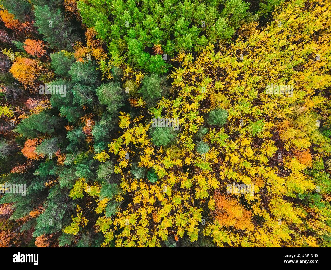 Aerial top view beautiful autumn forest with yellow and red trees Stock ...