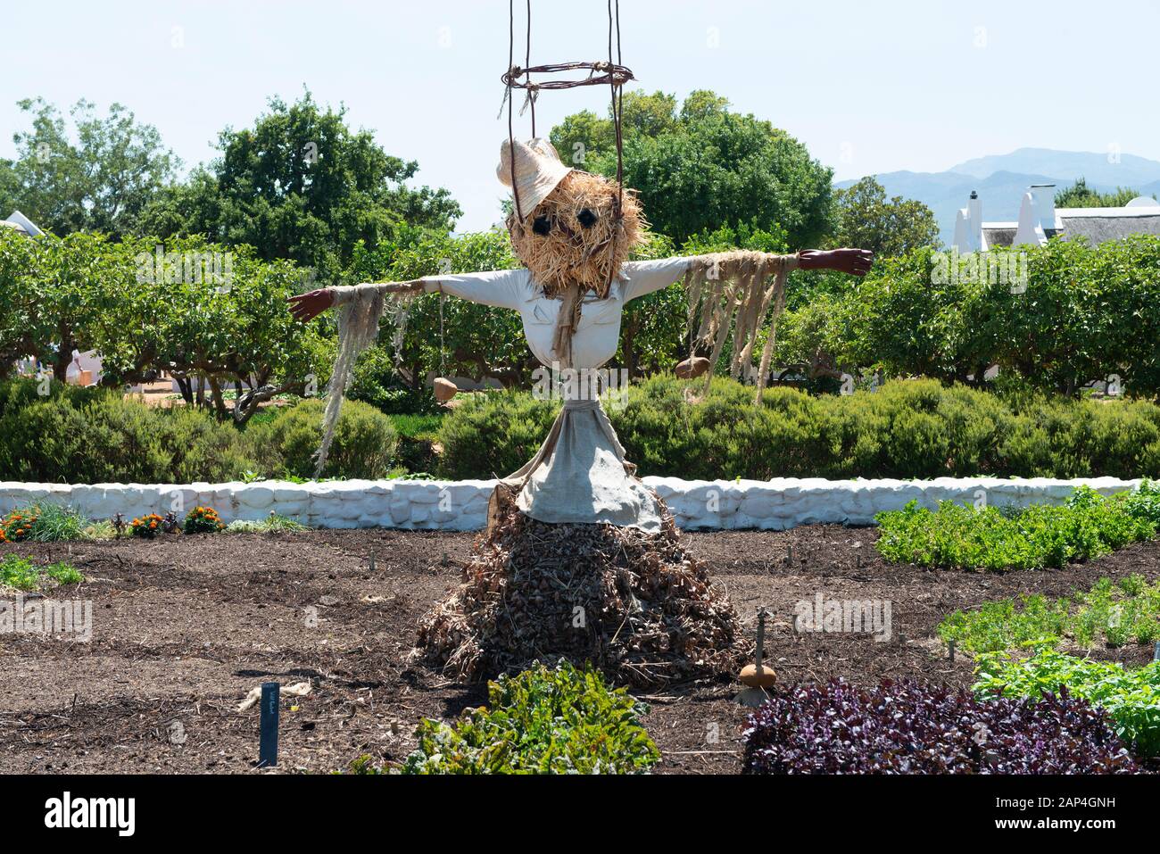 A scarecrow in the veg garden at a winery in Cape province South Africa ...