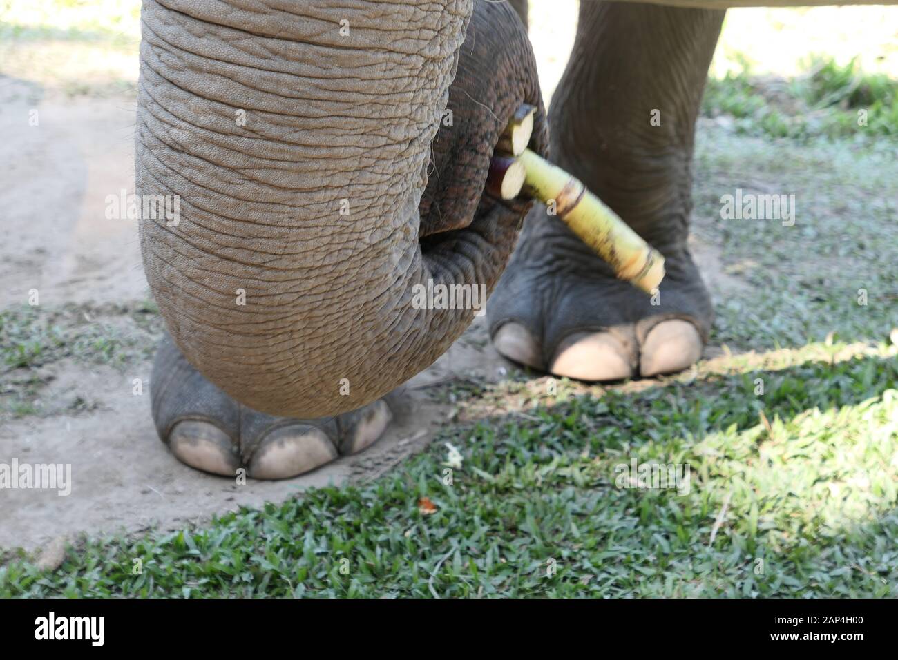 Close up shot of elephant trunk Stock Photo - Alamy