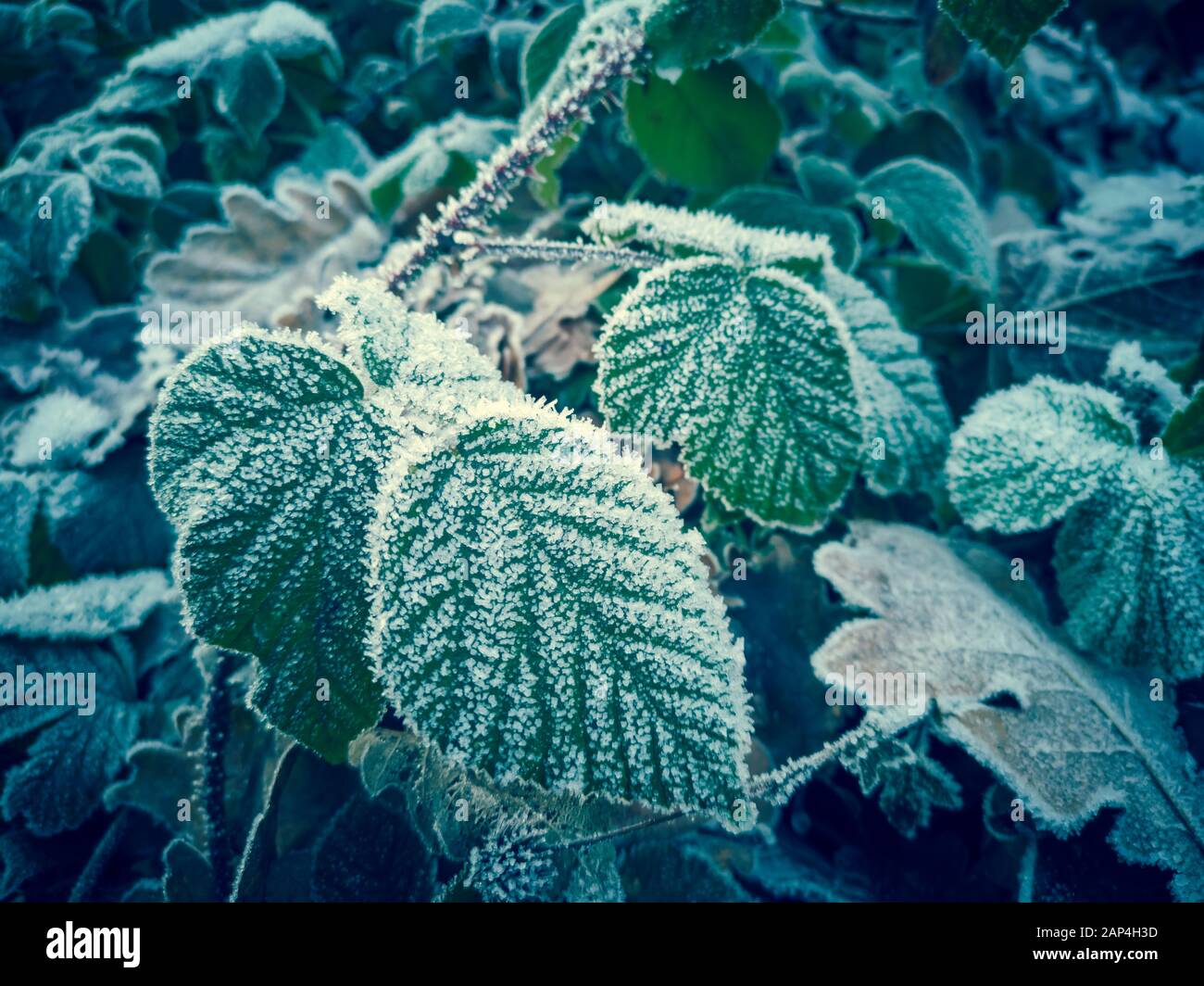 Leaves and winter hi-res stock photography and images - Alamy