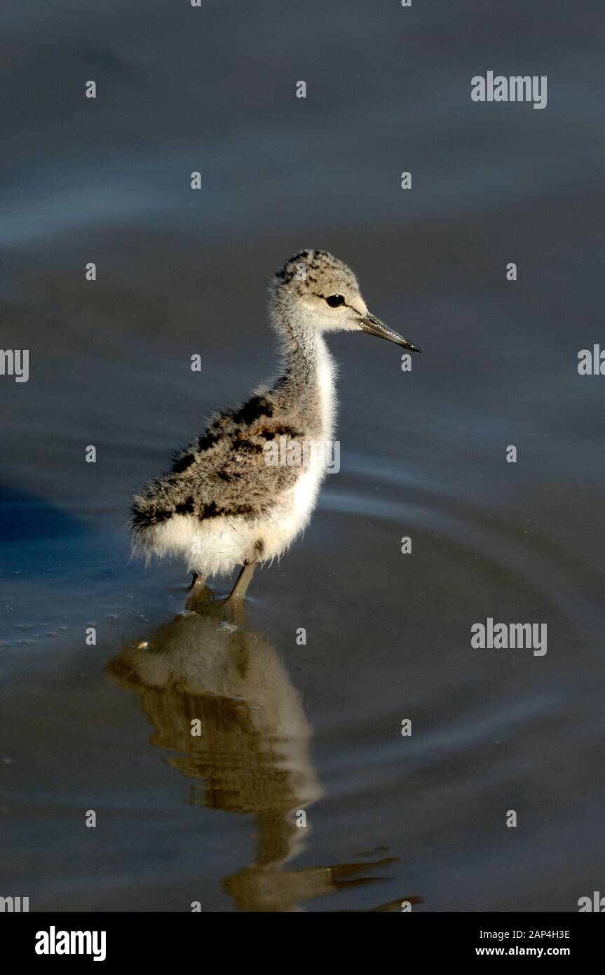 Black winged stilt camargue hi-res stock photography and images - Alamy