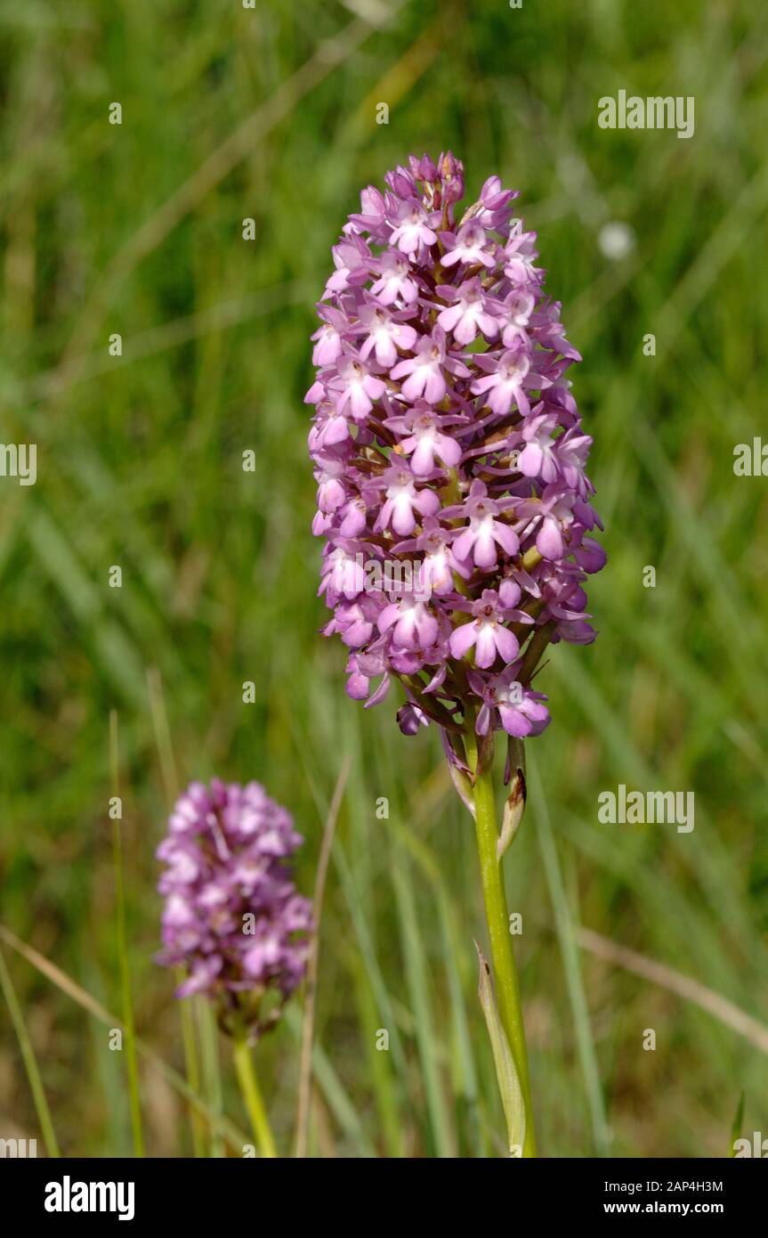 Pyramidal Orchids, Anacamptis pyramidalis Stock Photo - Alamy