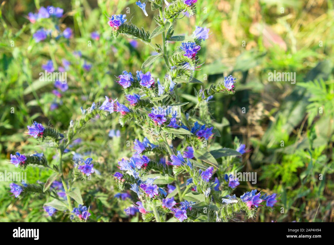 Thyme grass Breckland, wild thyme Breckland, creeping thyme or thyme ...