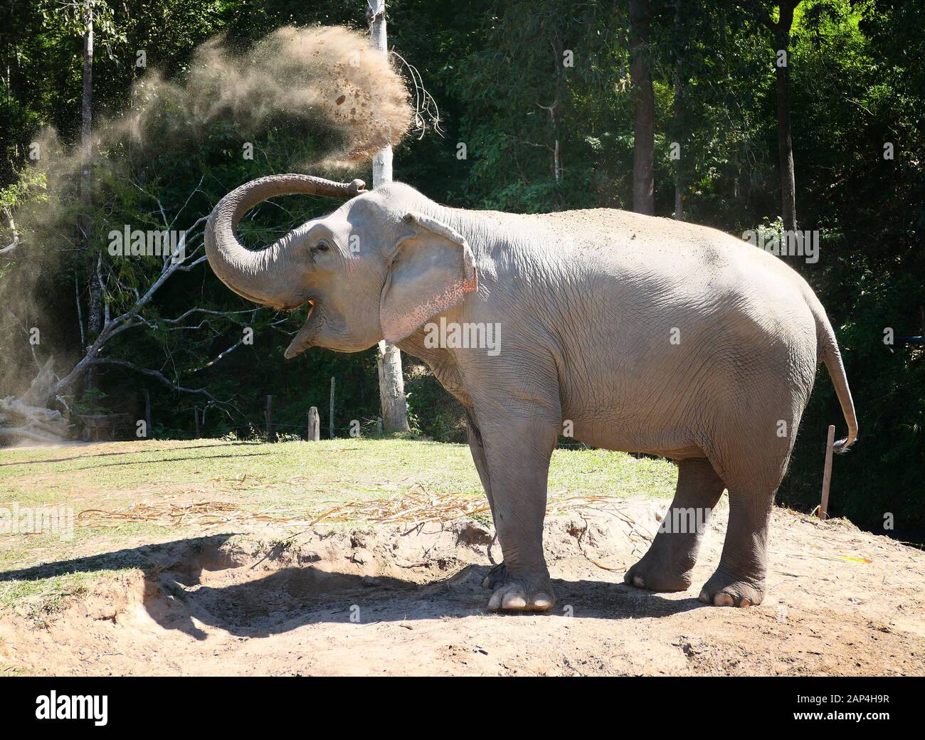 Asian elephant enjoying the dust Stock Photo - Alamy