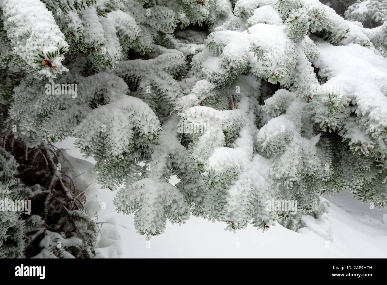 Closeup of pine tree branch against a snowy background in Parnitha ...