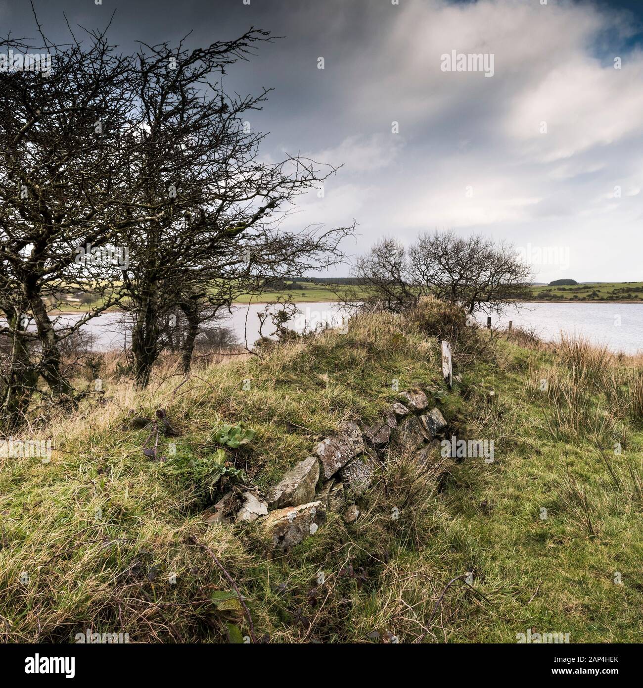 An old traditional Cornish hedge leading down to Colliford Lake on ...