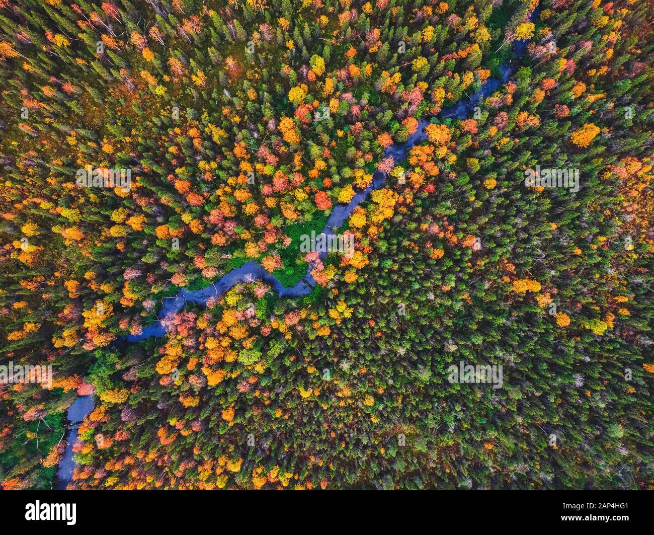 River flows through autumn forest with yellow and red trees, aerial top view Stock Photo - Alamy