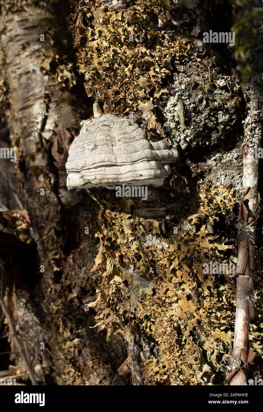 Tinder Conk mushroom, Fomes fomentarius, growing on a red birch tree ...