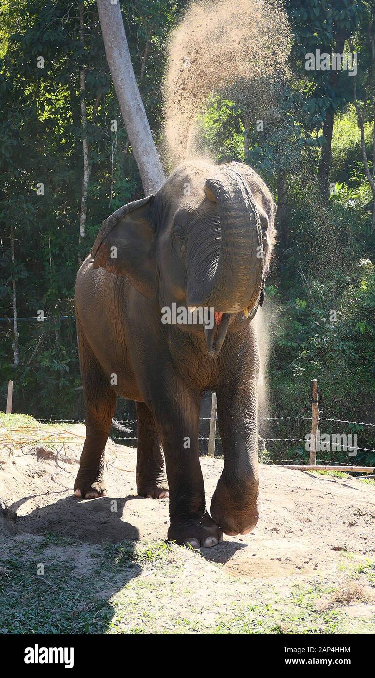 Asian elephant enjoying the dust Stock Photo - Alamy