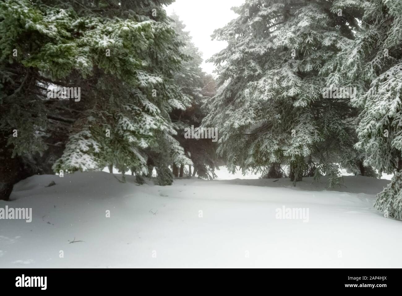 Beautiful snowy area and roads in Parnitha Mountain, Greece. Parnitha ...