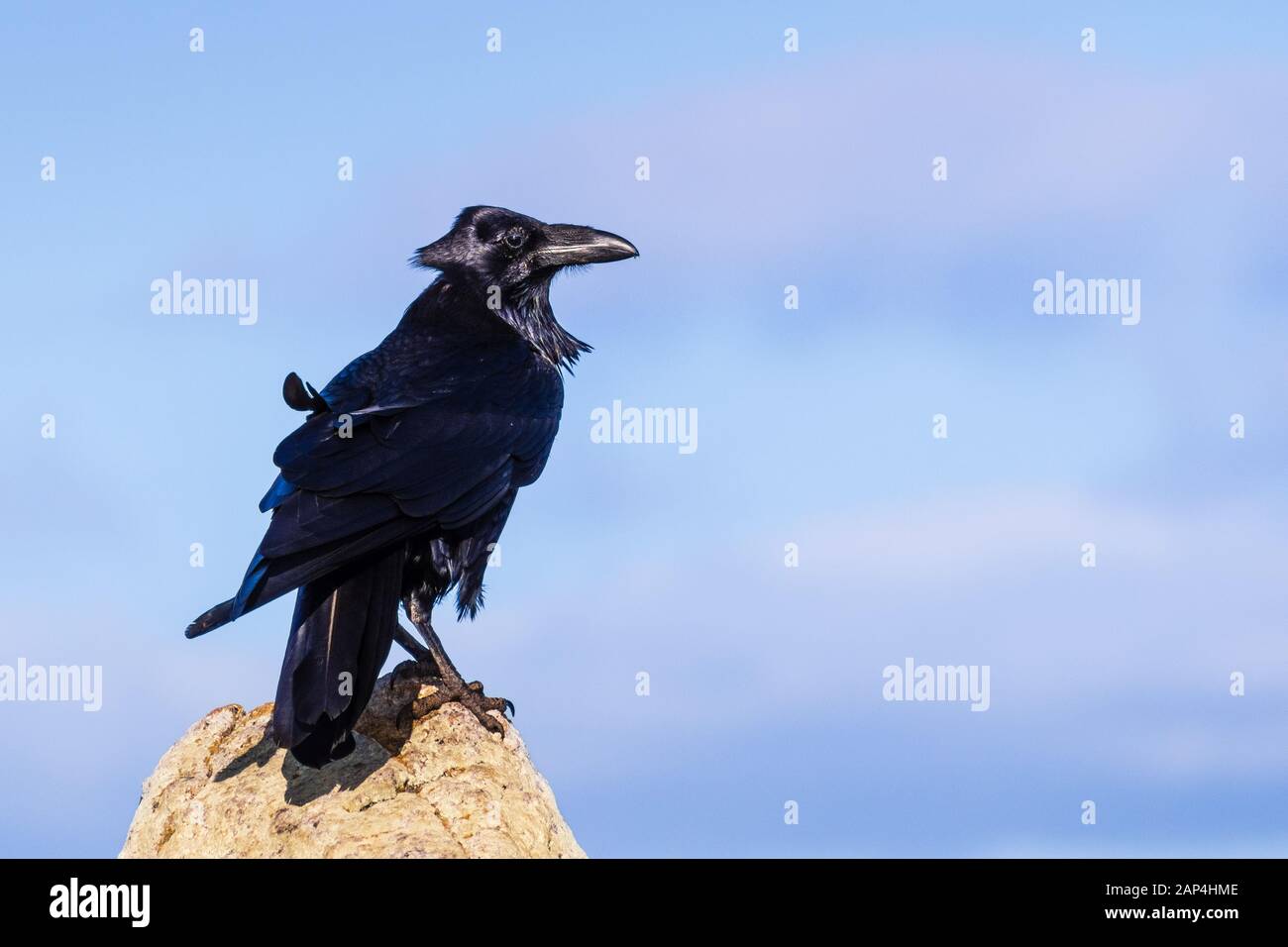 Crow perched on rock hi-res stock photography and images - Alamy