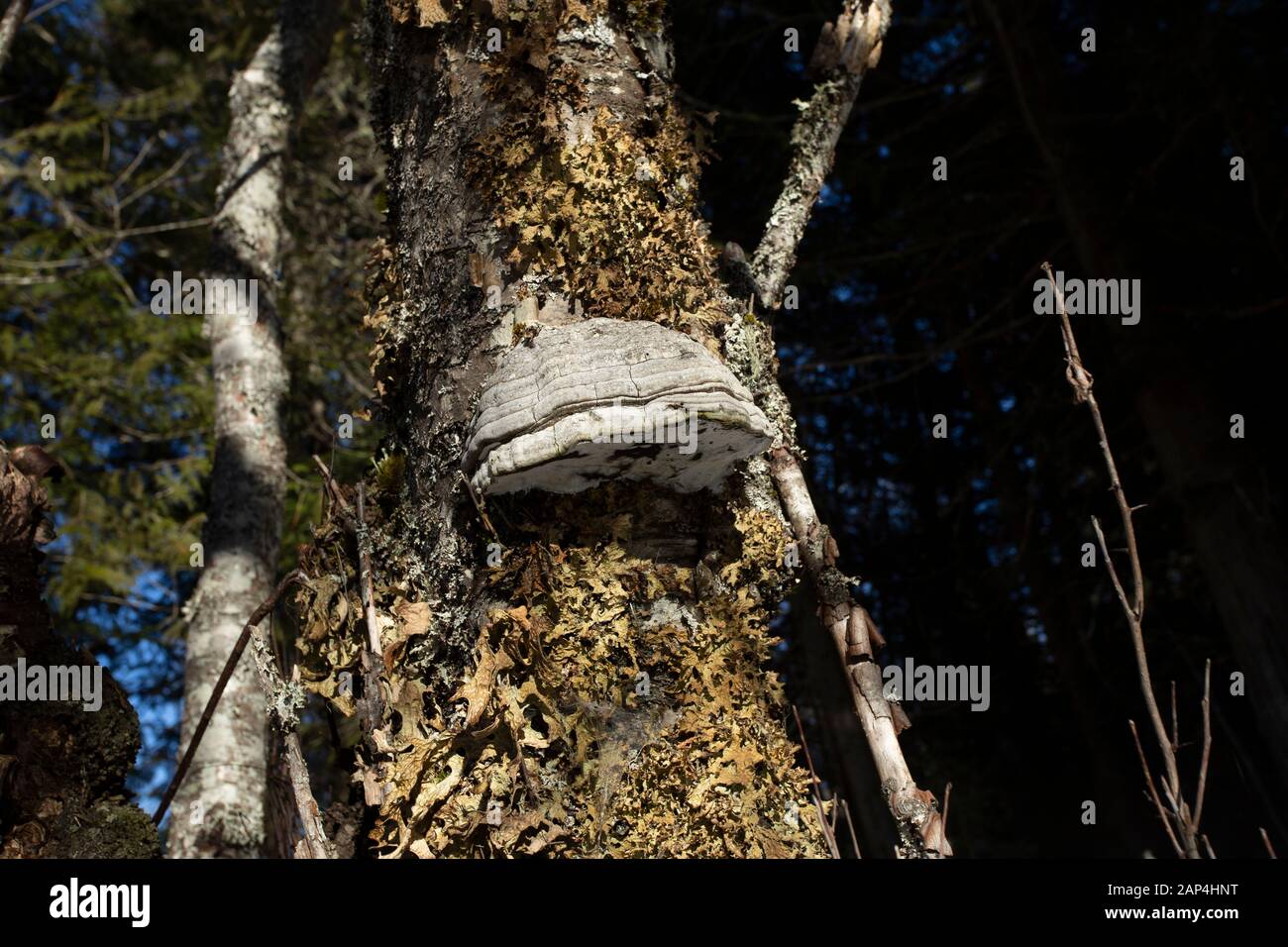 Birch hoof fungi hi-res stock photography and images - Alamy