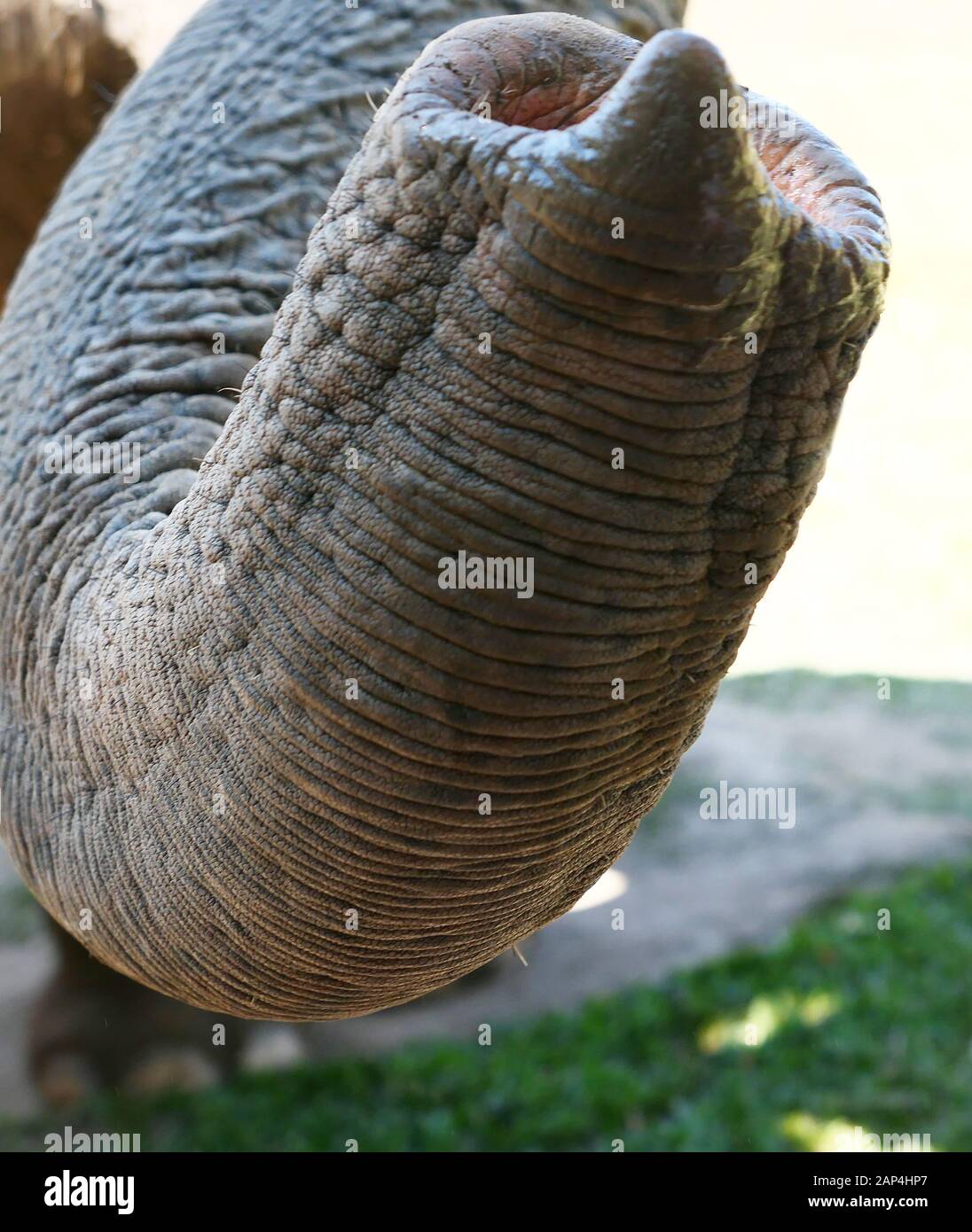 Close up shot of elephant trunk Stock Photo - Alamy