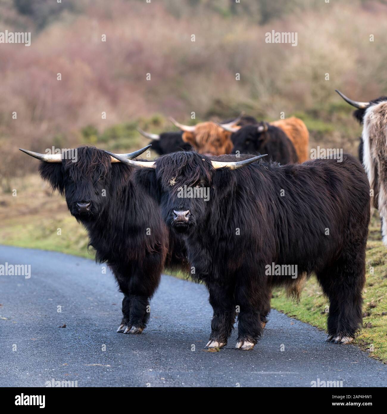 Good natured cattle hi-res stock photography and images - Alamy
