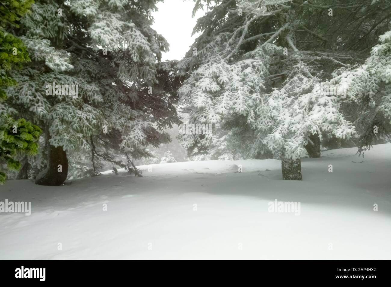 Beautiful snowy area and roads in Parnitha Mountain, Greece. Parnitha ...