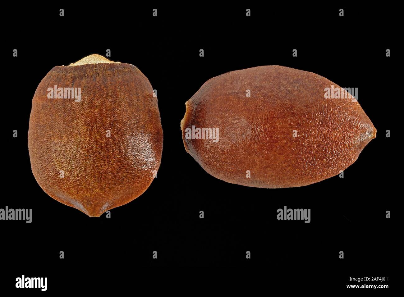 Taxaceae hi-res stock photography and images - Alamy