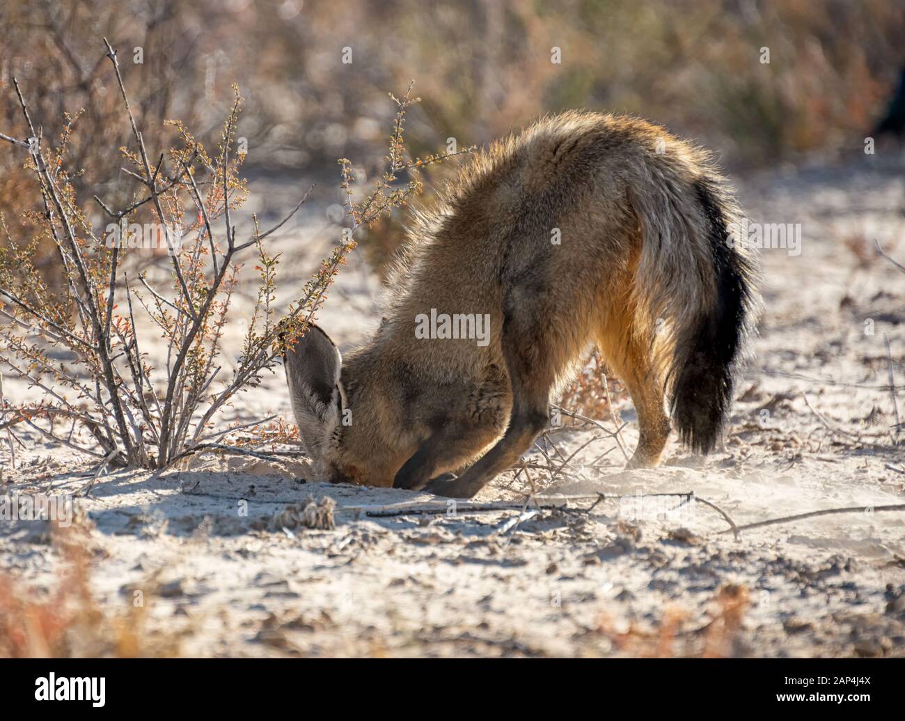 A Bat-eared Fox foraging in Southern African savanna Stock Photo - Alamy