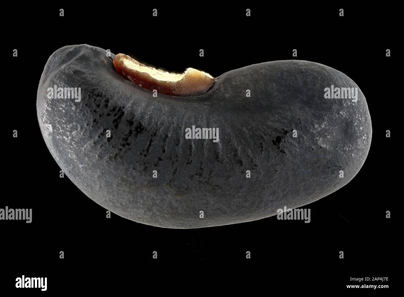 Vigna unguiculata, Cowpea, Augenbohne, close up, seed, 8-11 mm long ...