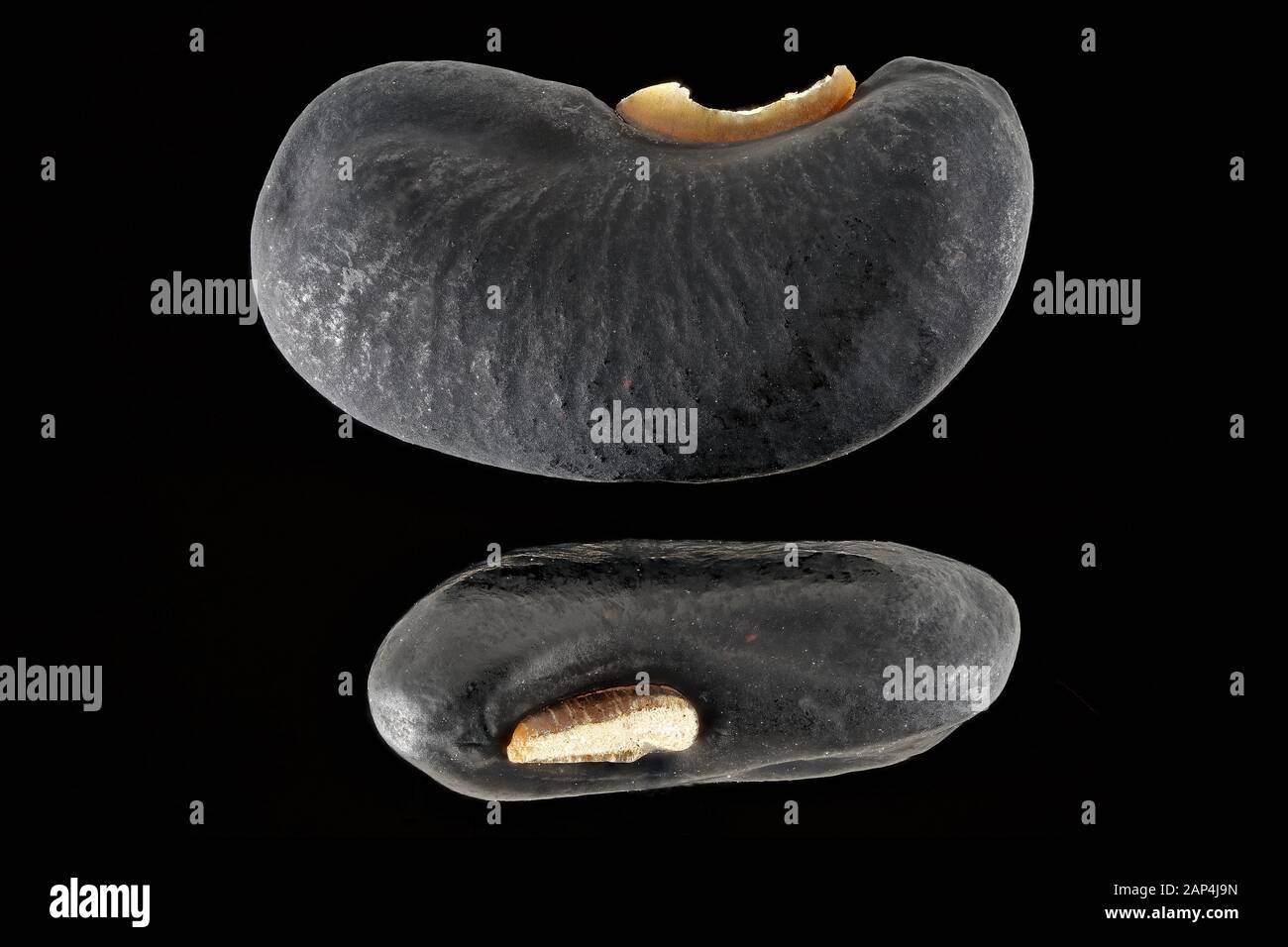 Vigna unguiculata, Cowpea, Augenbohne, close up, seeds, 8-11 mm long ...