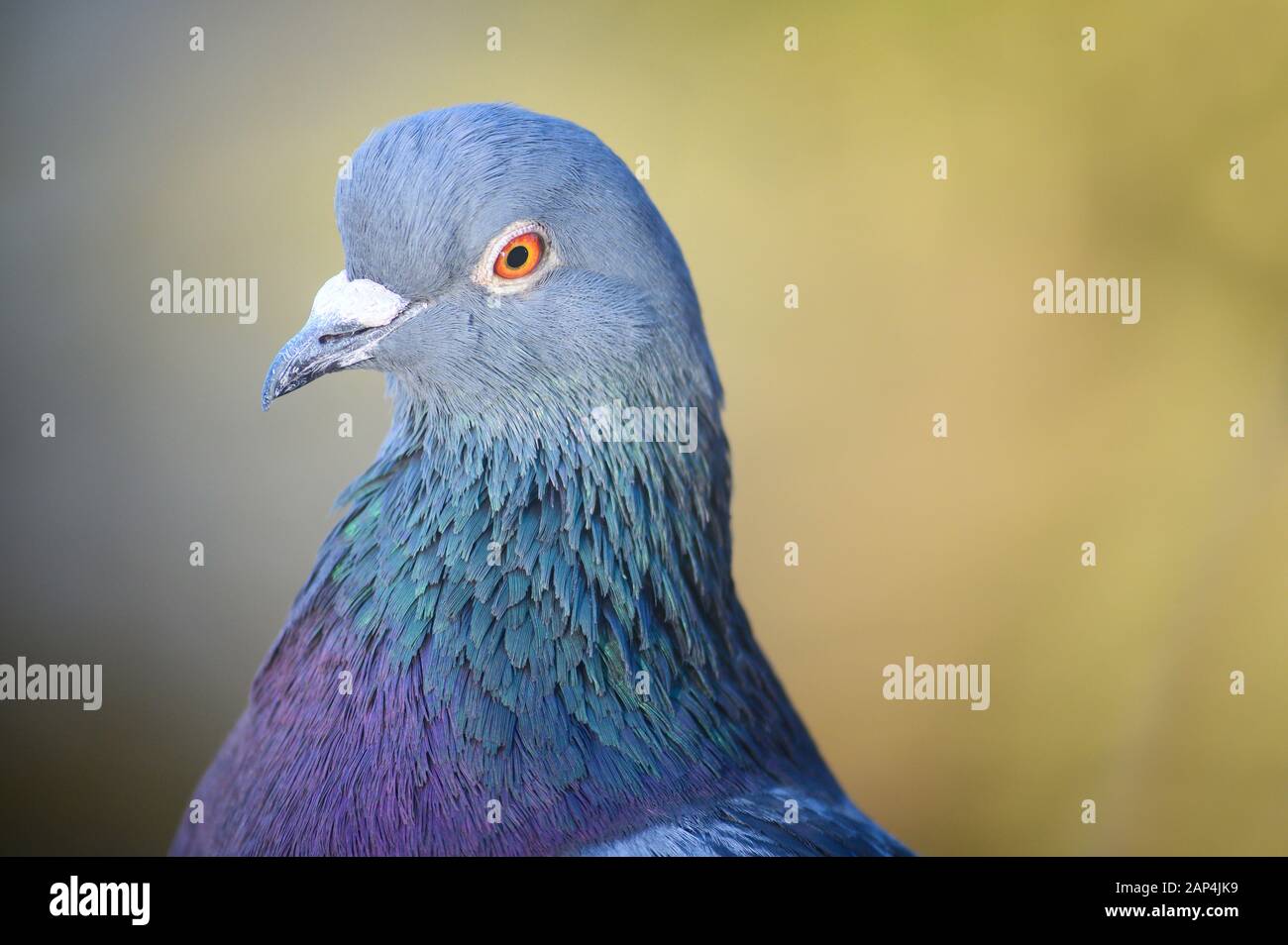 Rock dove or common pigeon or feral pigeon in Kelsey Park, Beckenham ...