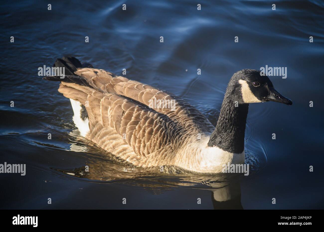 Beckenham swimming lake hi-res stock photography and images - Alamy