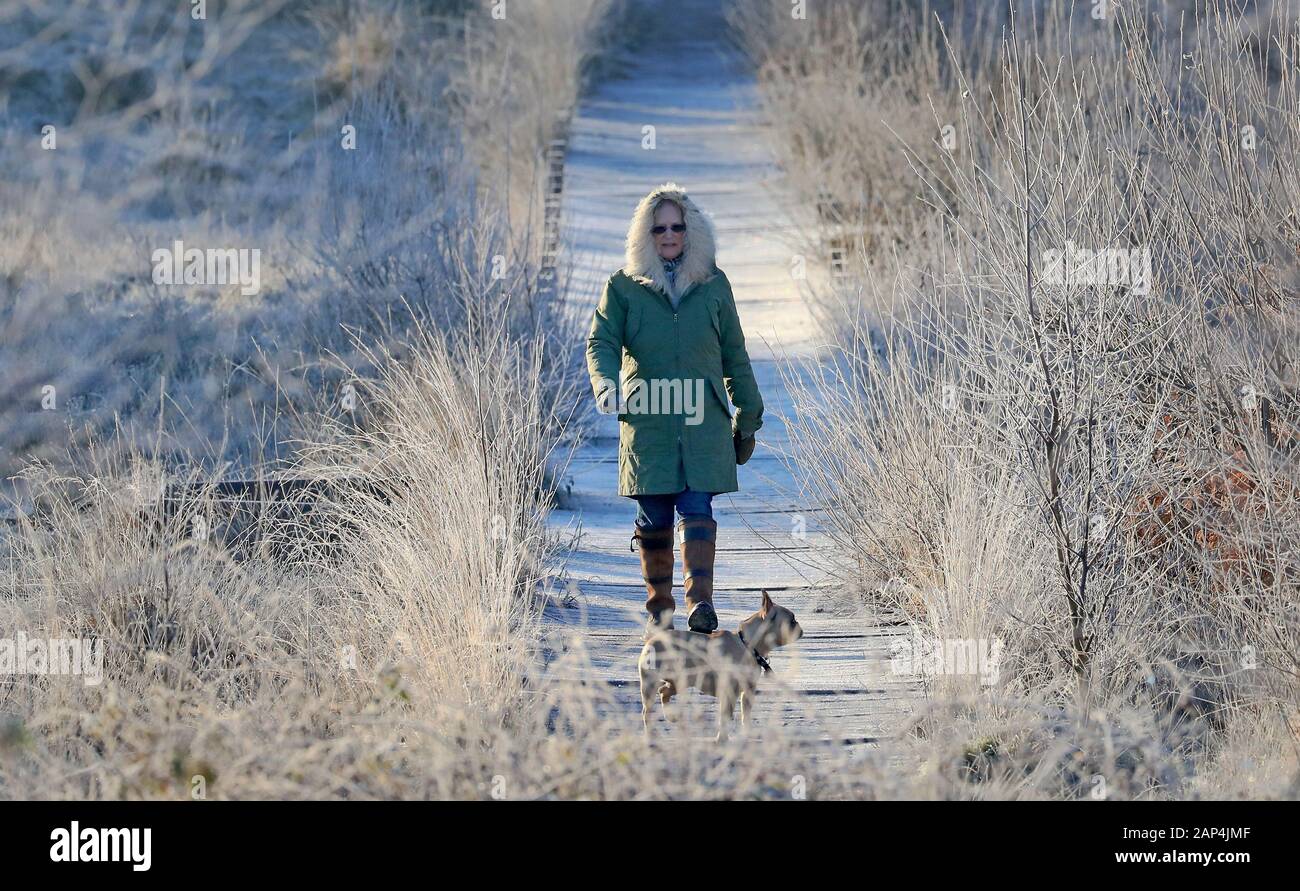 A lady walks her dog on Hothfield Heathlands near Ashford, Kent ...