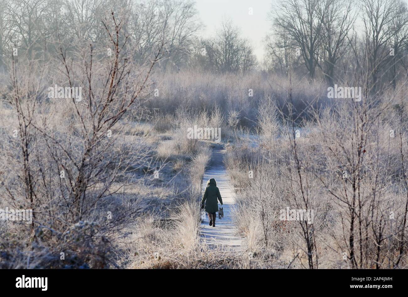 A lady walks her dog on Hothfield Heathlands near Ashford, Kent ...