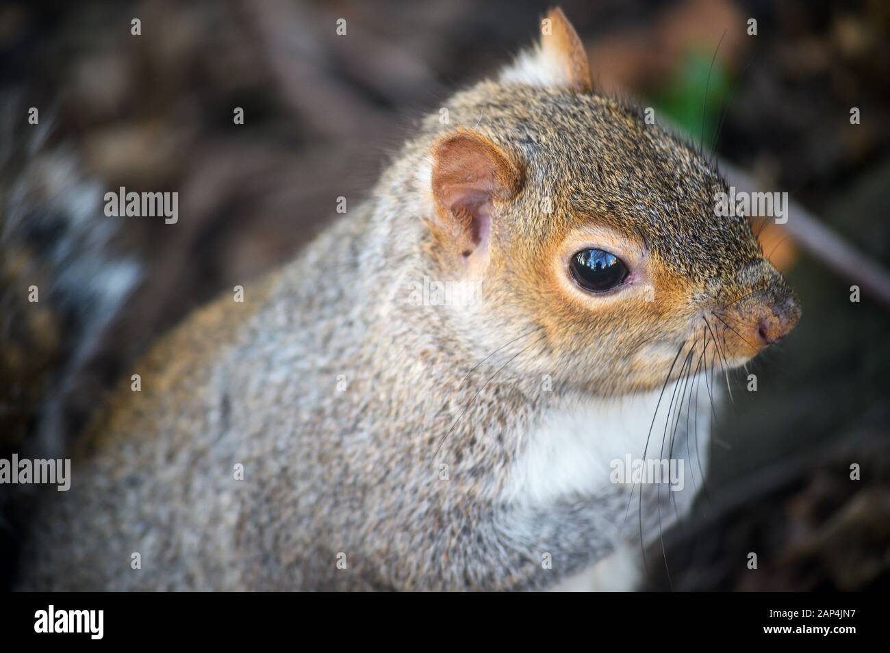Squirrels head hi-res stock photography and images - Alamy