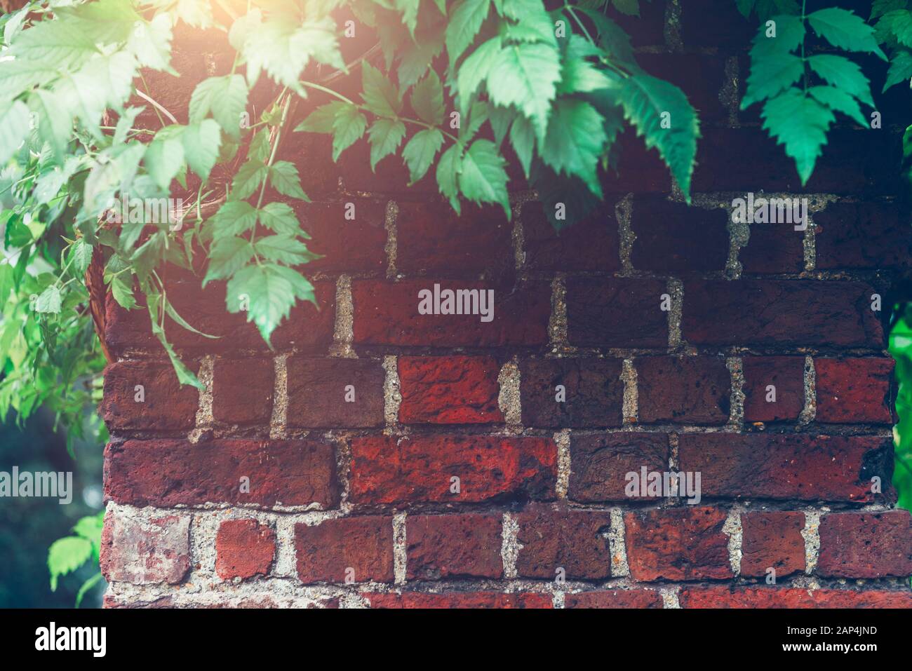 Details of old red brick wall with green leaves during summer ...