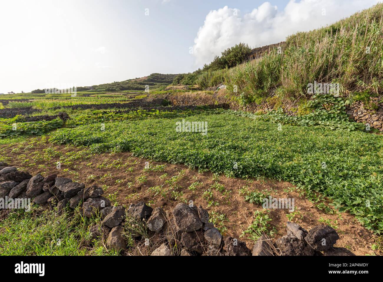 Agriculture In The Azores High Resolution Stock Photography and Images ...