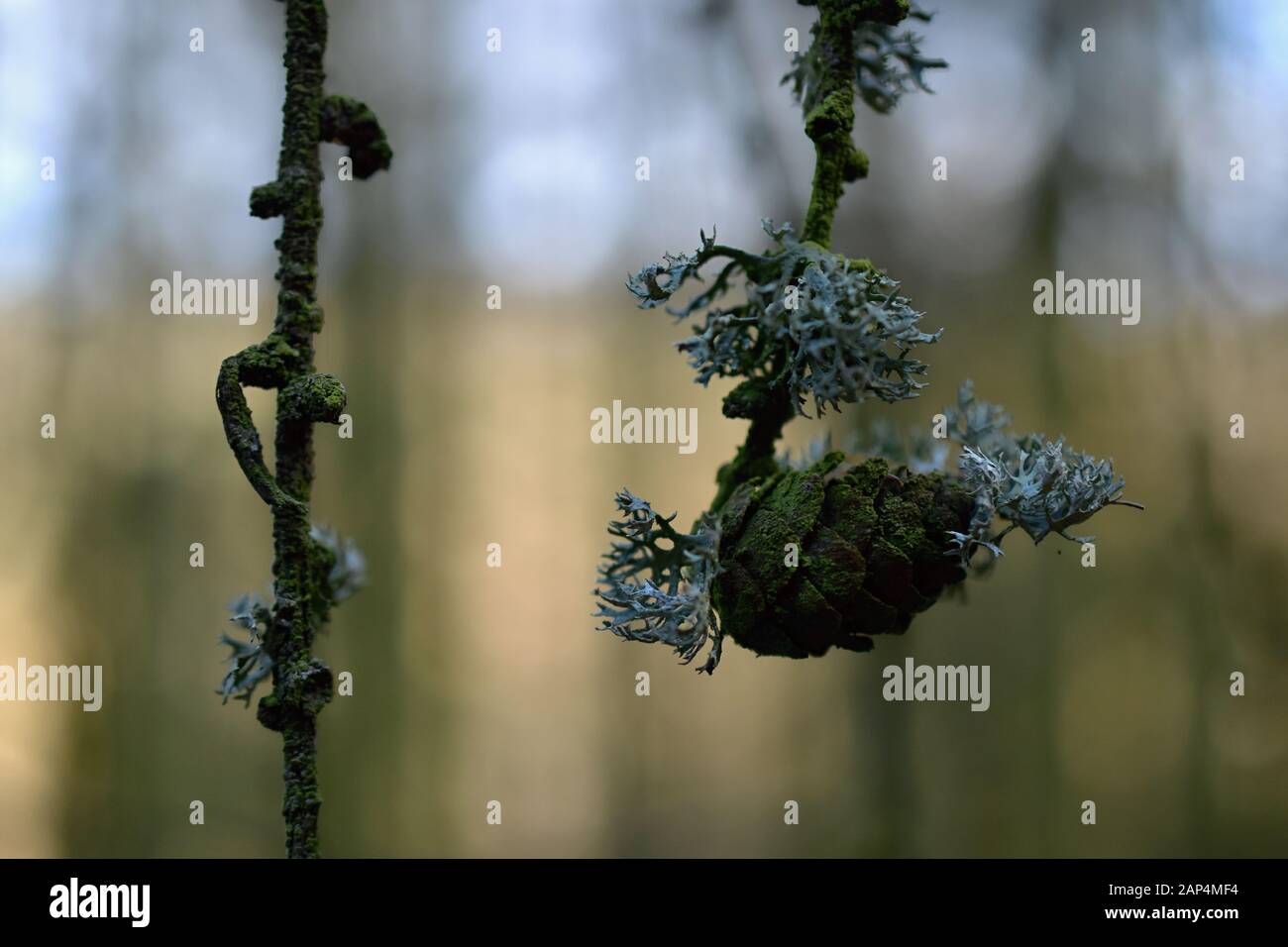 mysterious nature full of colors Stock Photo - Alamy