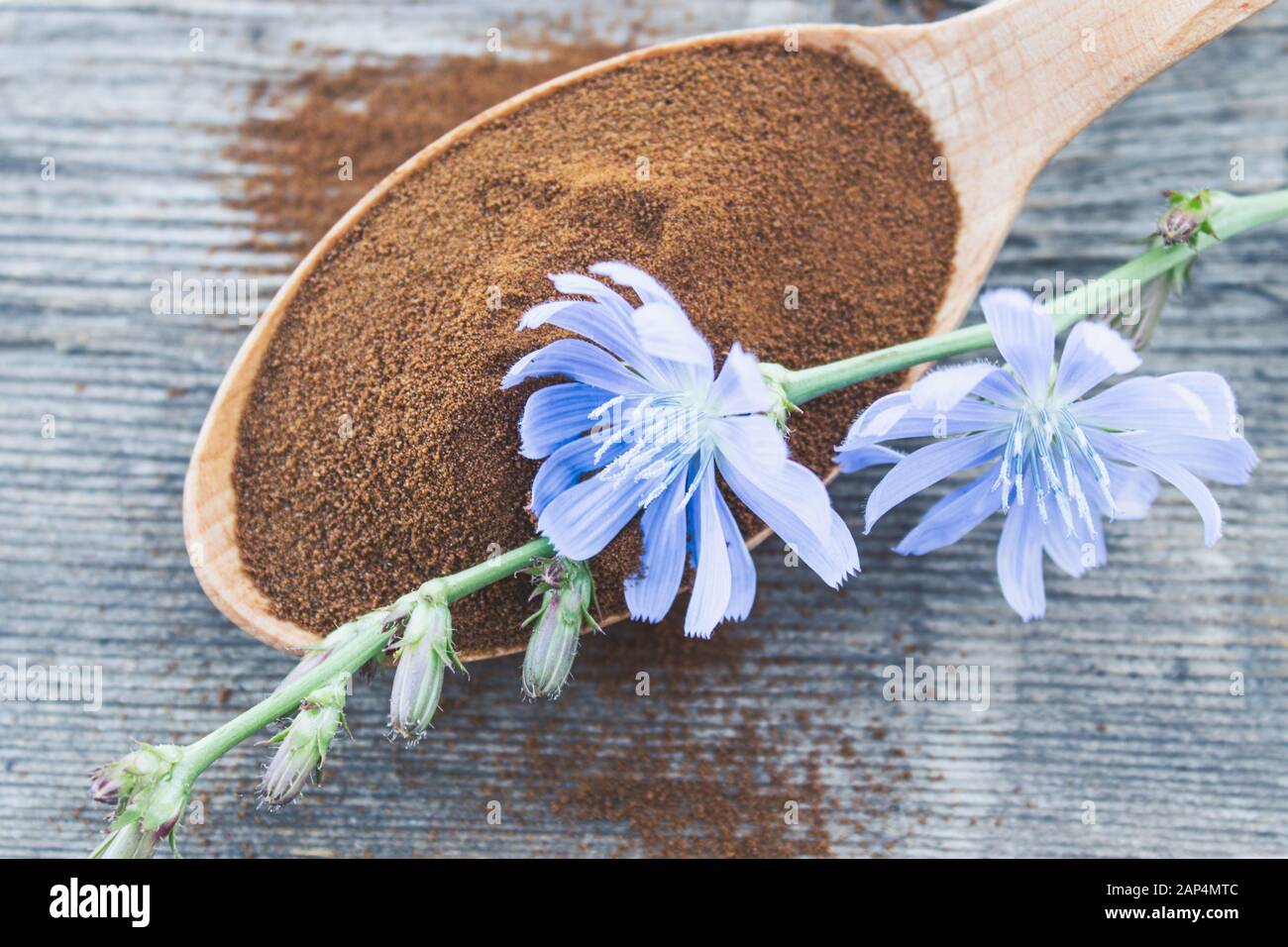 Blue chicory flower and a wooden spoon of chicory powder on an old ...