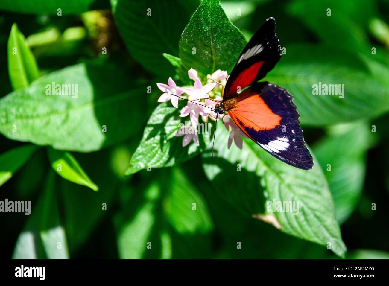 A Red Lacewing Orange Black White Butterfly - Cethosia Biblis resting ...