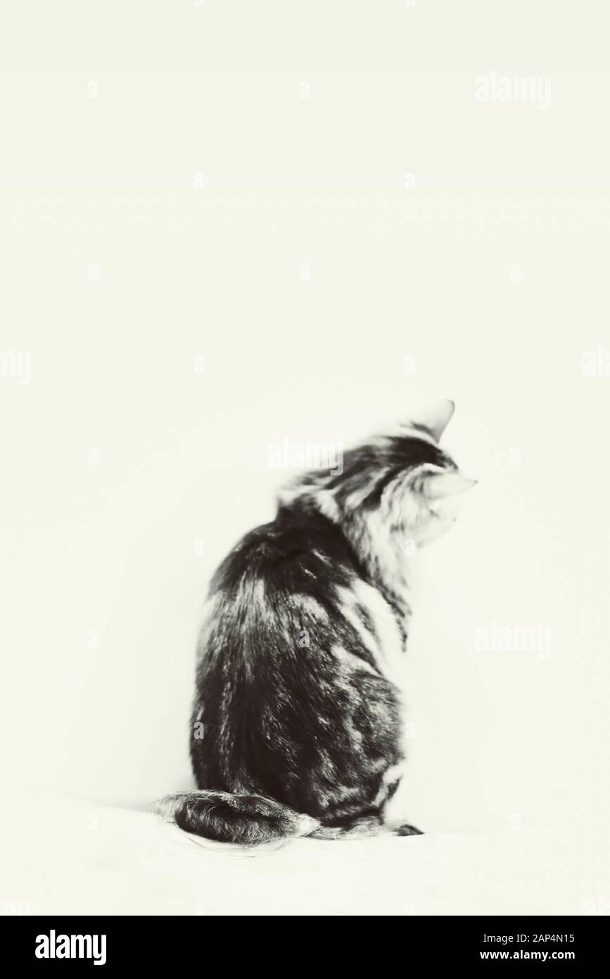 Cat facing away hi-res stock photography and images - Alamy