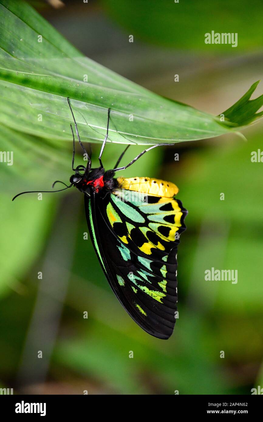 Cairns Birdwing Butterfly, Ornithoptera Euphorion - Large Beautiful ...