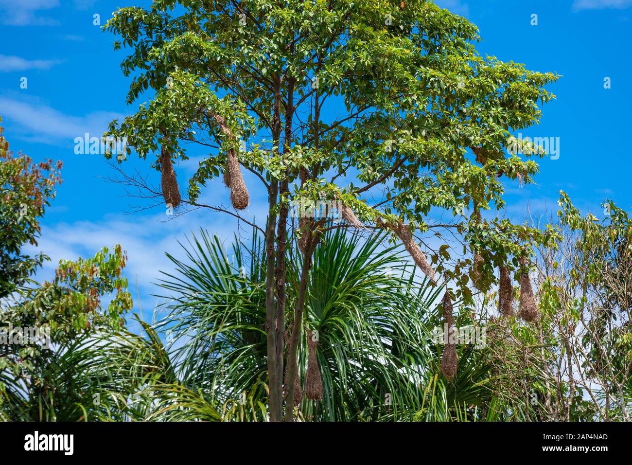 Hanging bird nests on a tree, blue sky Stock Photo - Alamy