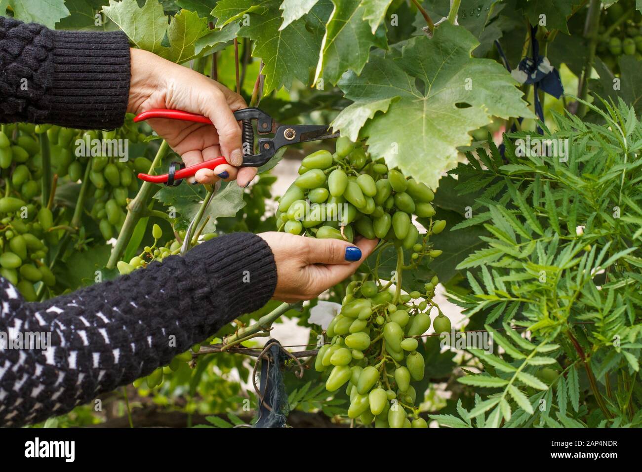 Grape bush unloading, removal of excess unripe bunches of grapes in ...