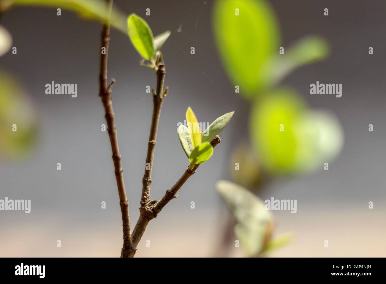 Leaves growing from a branch Stock Photo - Alamy